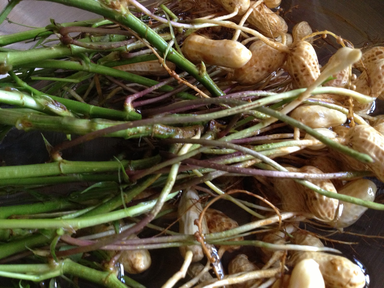 Kymn Kitchen: Peanuts roots soup